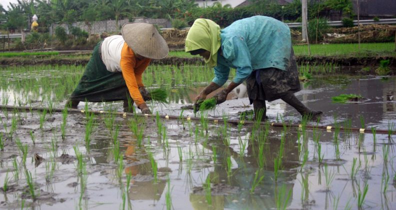 Pertanian Tradisional Zaman Dulu Lebih Baik dan Unggul - Pak Oles Online