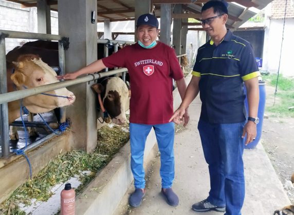 Budidaya Sapi Dengan EM Tumbuh Sehat Dan Terhindar PMK - Pak Oles Online
