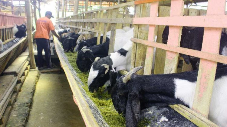 Ternak Kambing Sentuhan EM Hasilkan Susu Segar - Pak Oles Online