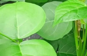 Sembilan Khasiat Daun Dadap Untuk Kesehatan - Pak Oles Online