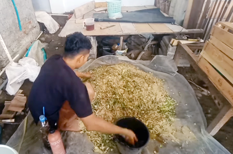 Membuat Pakan Entok Fermentasi EM4 Dari Limbah Hijauan - Pak Oles Online