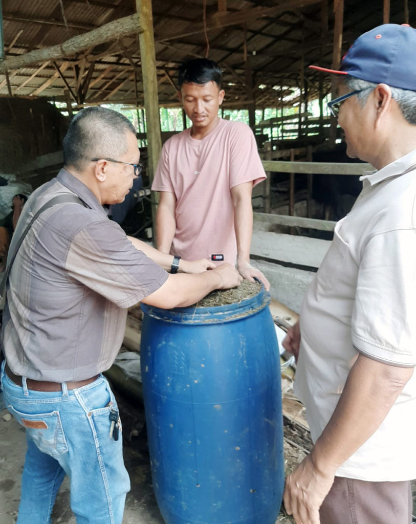 Inovasi Pakan Ternak Fermentasi Batang Pisang - Pak Oles Online